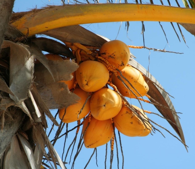 Kokospalme – Strandfeeling für zu Hause | GartenFlora
