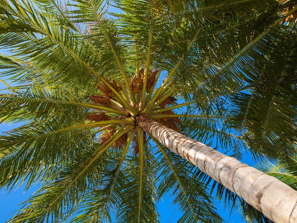 Kokospalme – Strandfeeling für zu Hause | GartenFlora